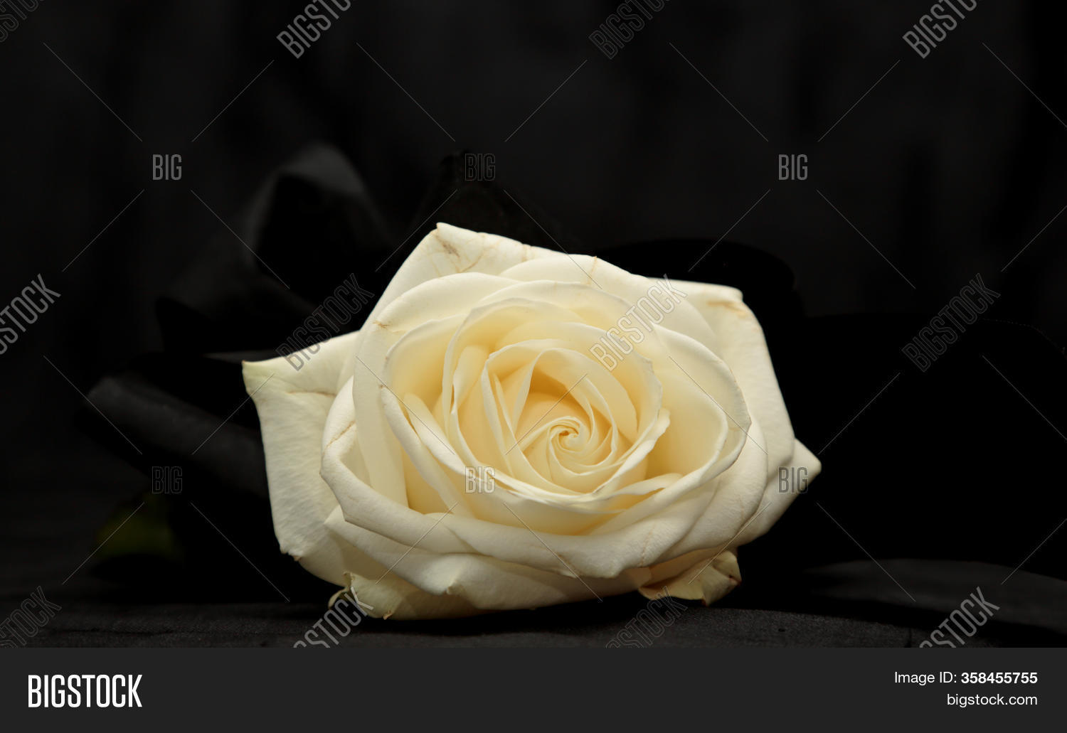 White Rose Flower Image & Photo (Free Trial) | Bigstock