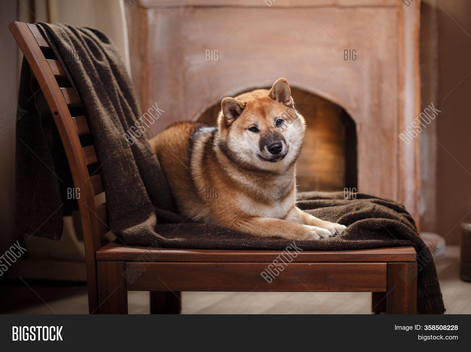 Dog Home On Background Image & Photo (Free Trial) | Bigstock