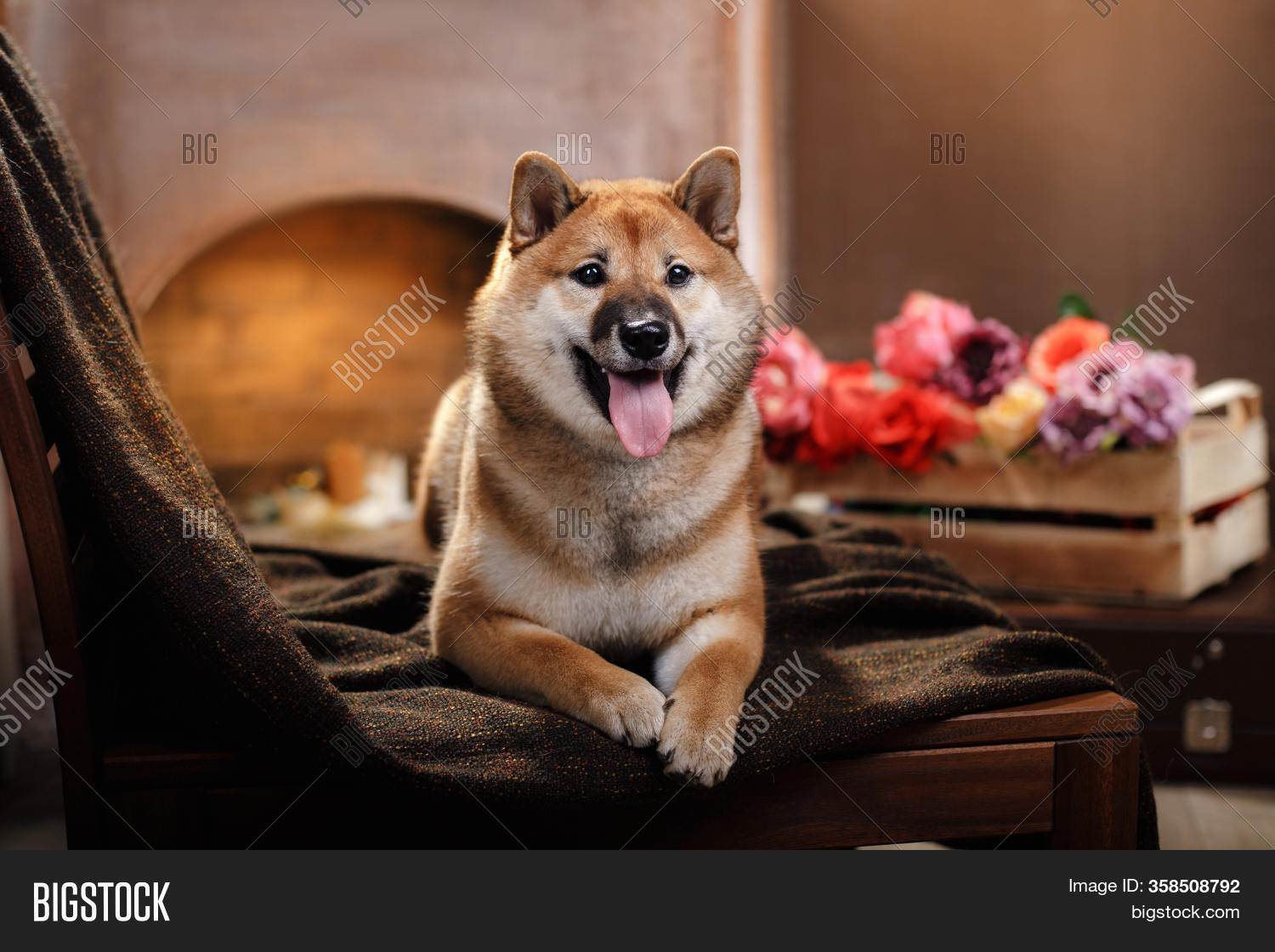 Dog Home On Background Image & Photo (Free Trial) | Bigstock