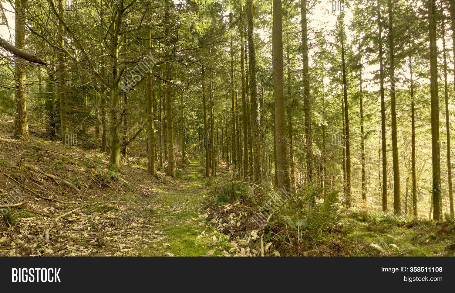 Forest Landscape. View Image & Photo (Free Trial) | Bigstock