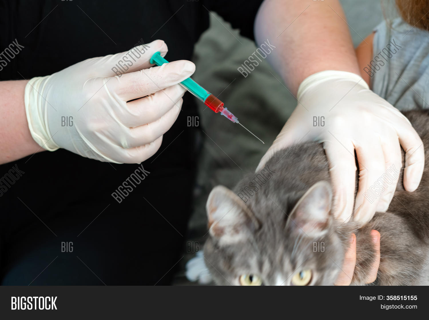 Cat Receiving Vaccine Image & Photo (Free Trial) | Bigstock