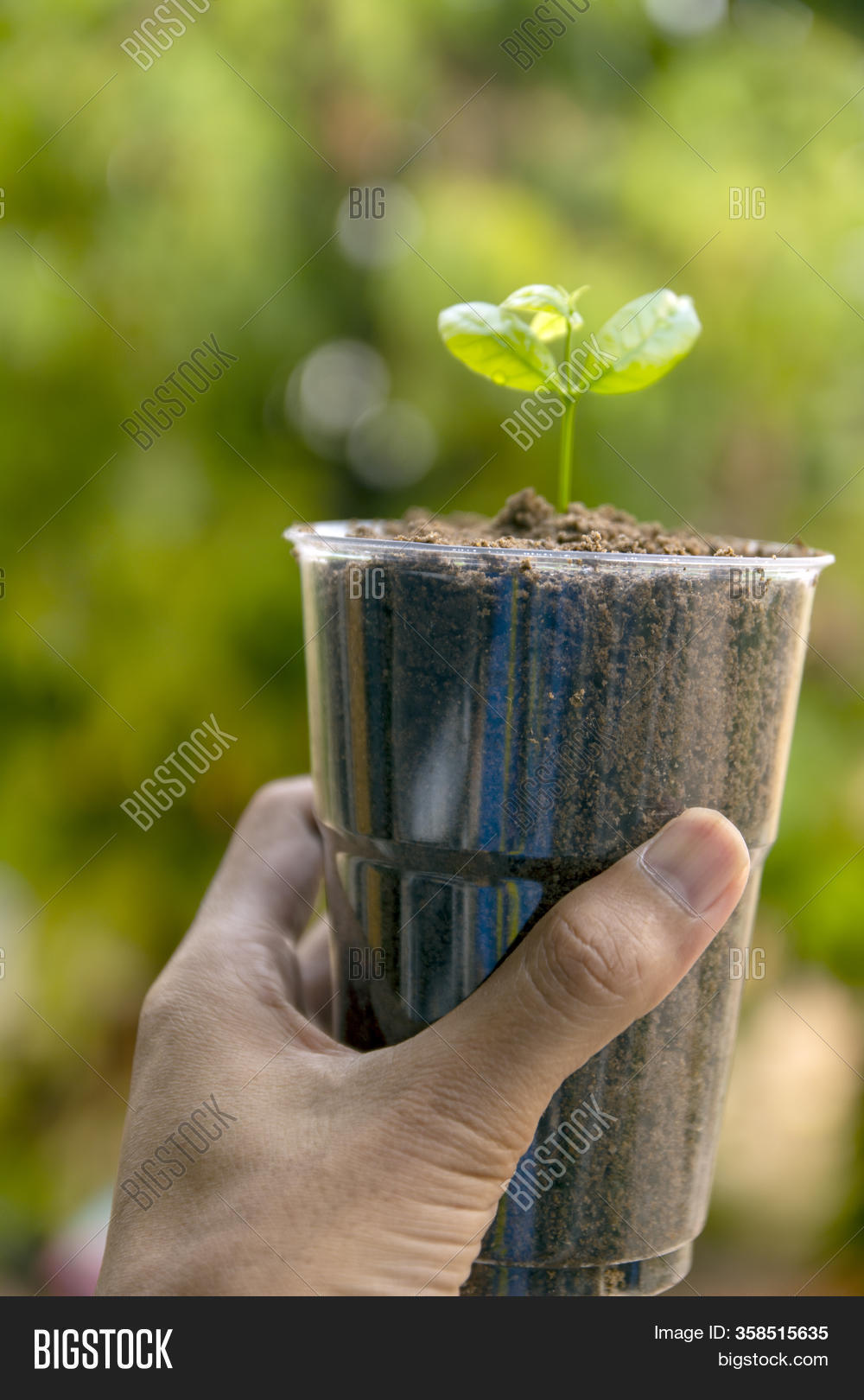 Seed Tree, Planting Image & Photo (Free Trial) | Bigstock