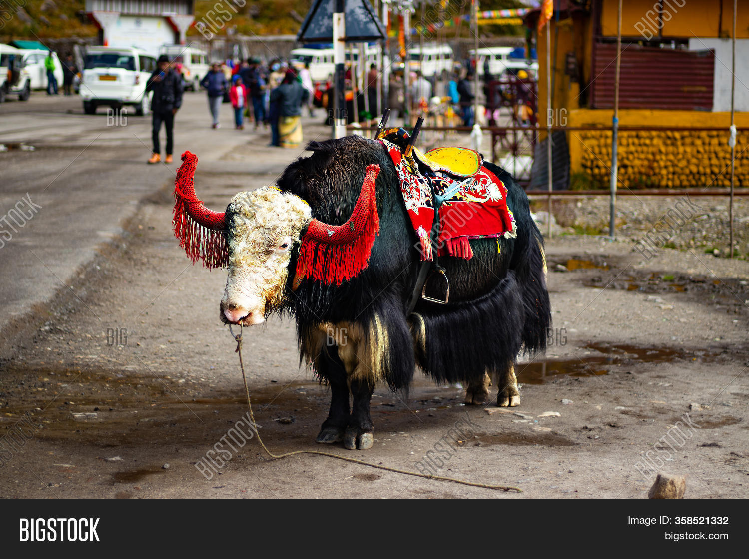 Yak Beautified Tourist Image & Photo (Free Trial) | Bigstock
