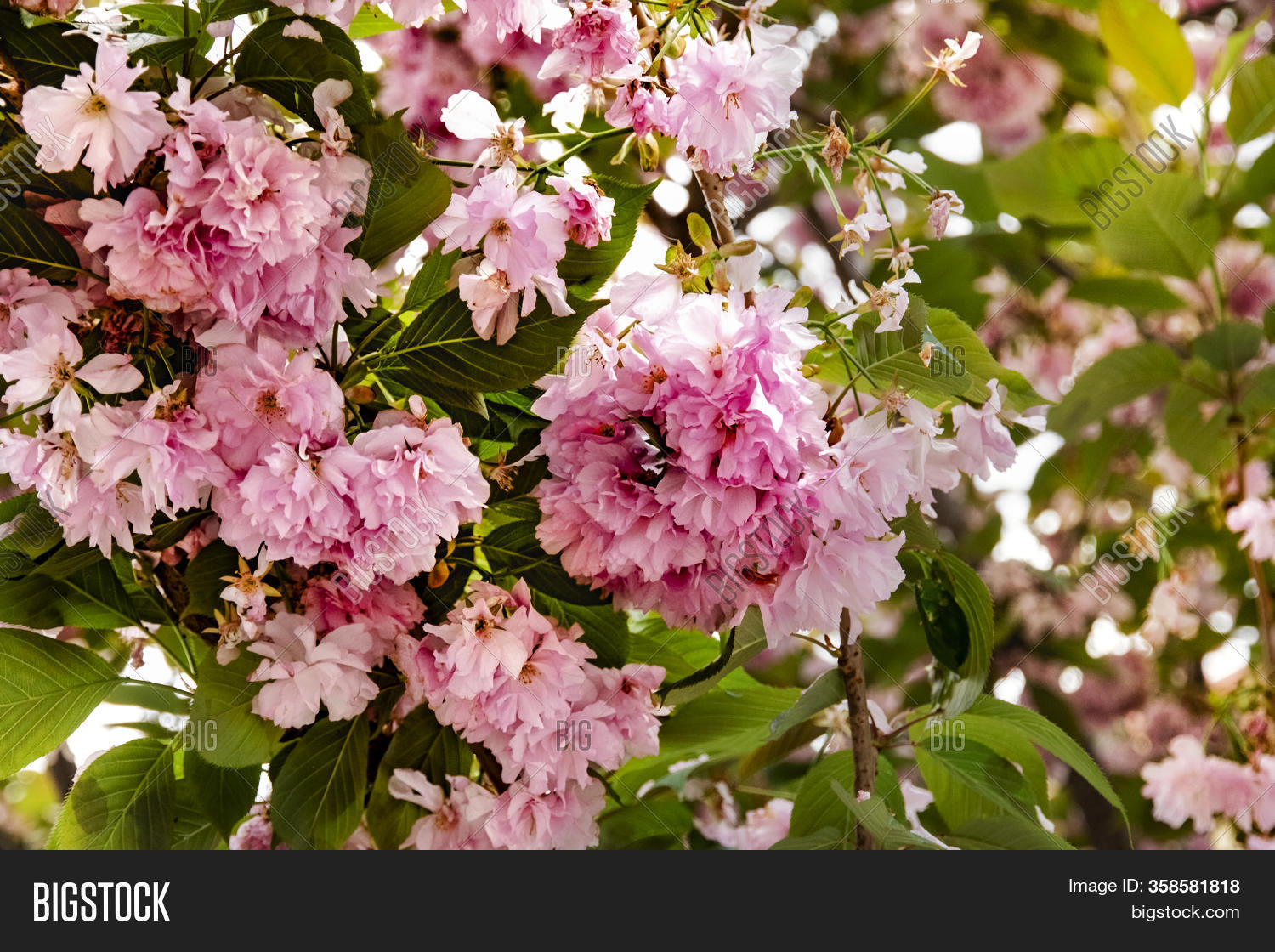 Delicate Pink Sakura Image & Photo (Free Trial) | Bigstock