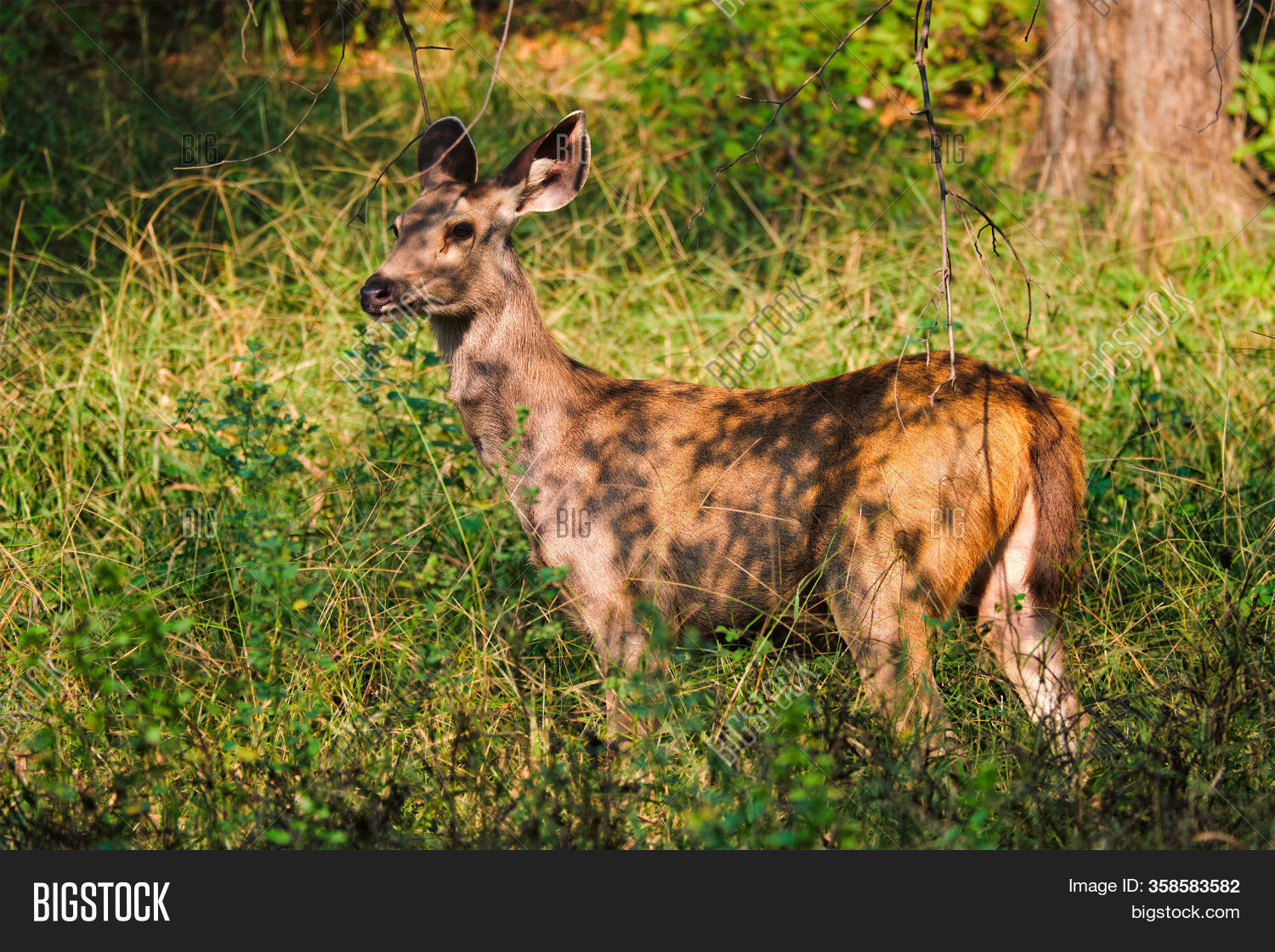 Female Blue Bull Image & Photo (Free Trial) | Bigstock