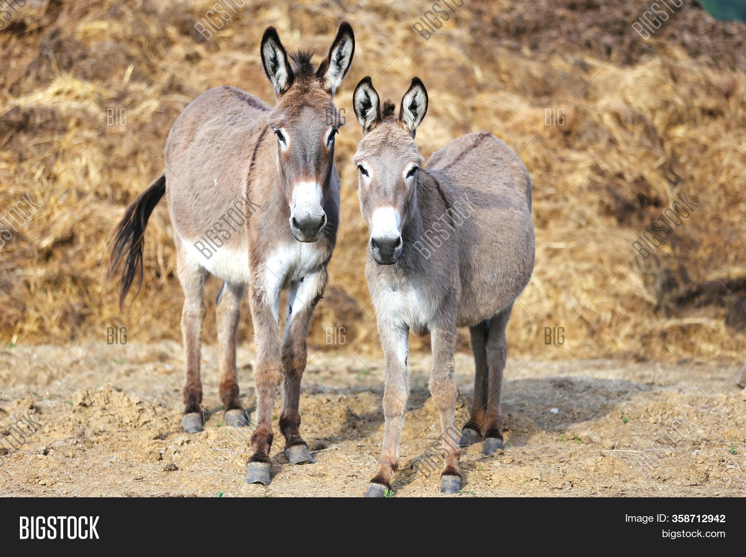 Donkey Outdoors Nature Image & Photo (Free Trial) | Bigstock