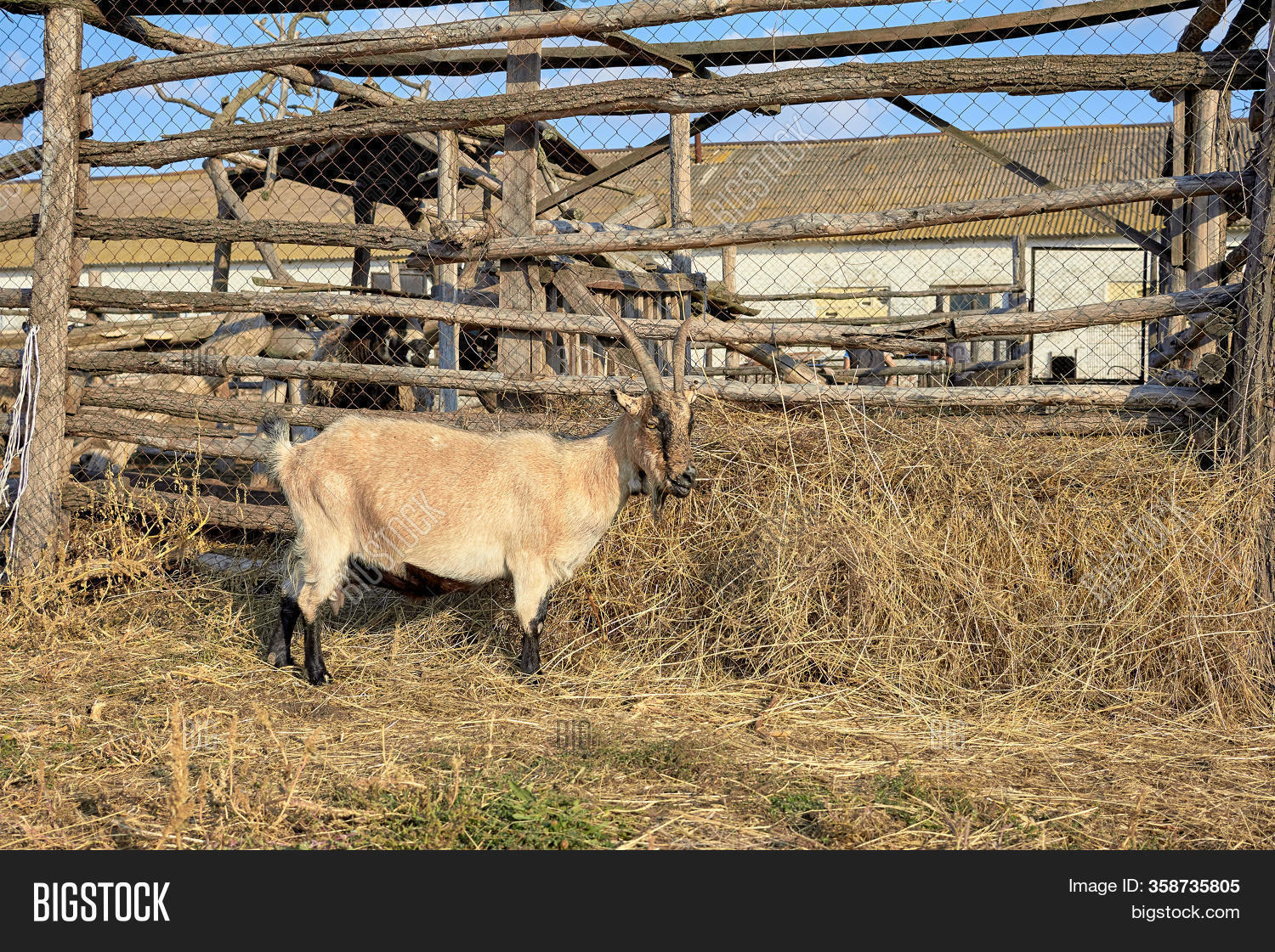 Imagen y foto Goats On Farm. Farm (prueba gratis) | Bigstock