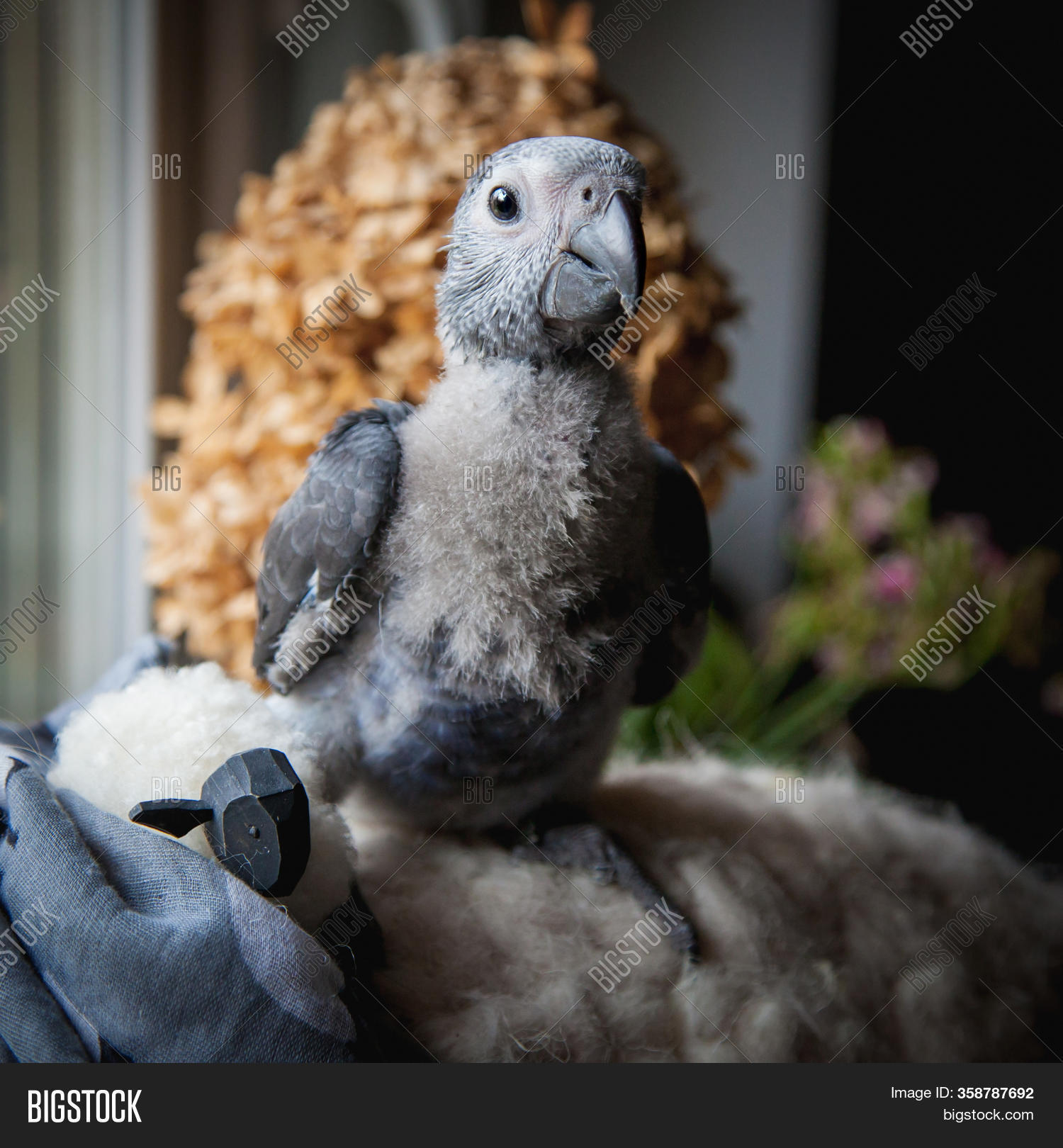 Small African Grey Image & Photo (Free Trial) | Bigstock