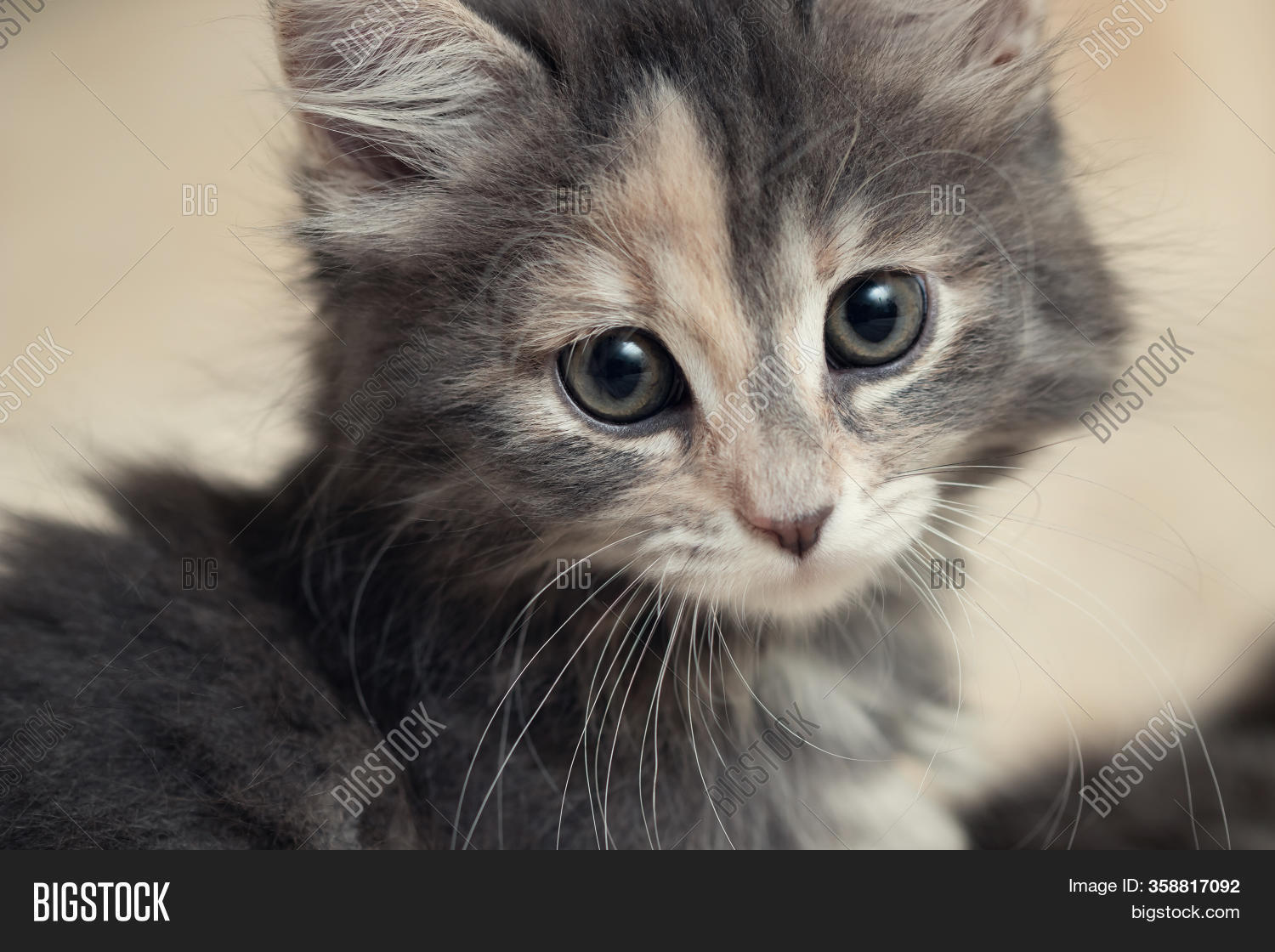 Cute Gray Kitten Lies Image & Photo (Free Trial) | Bigstock