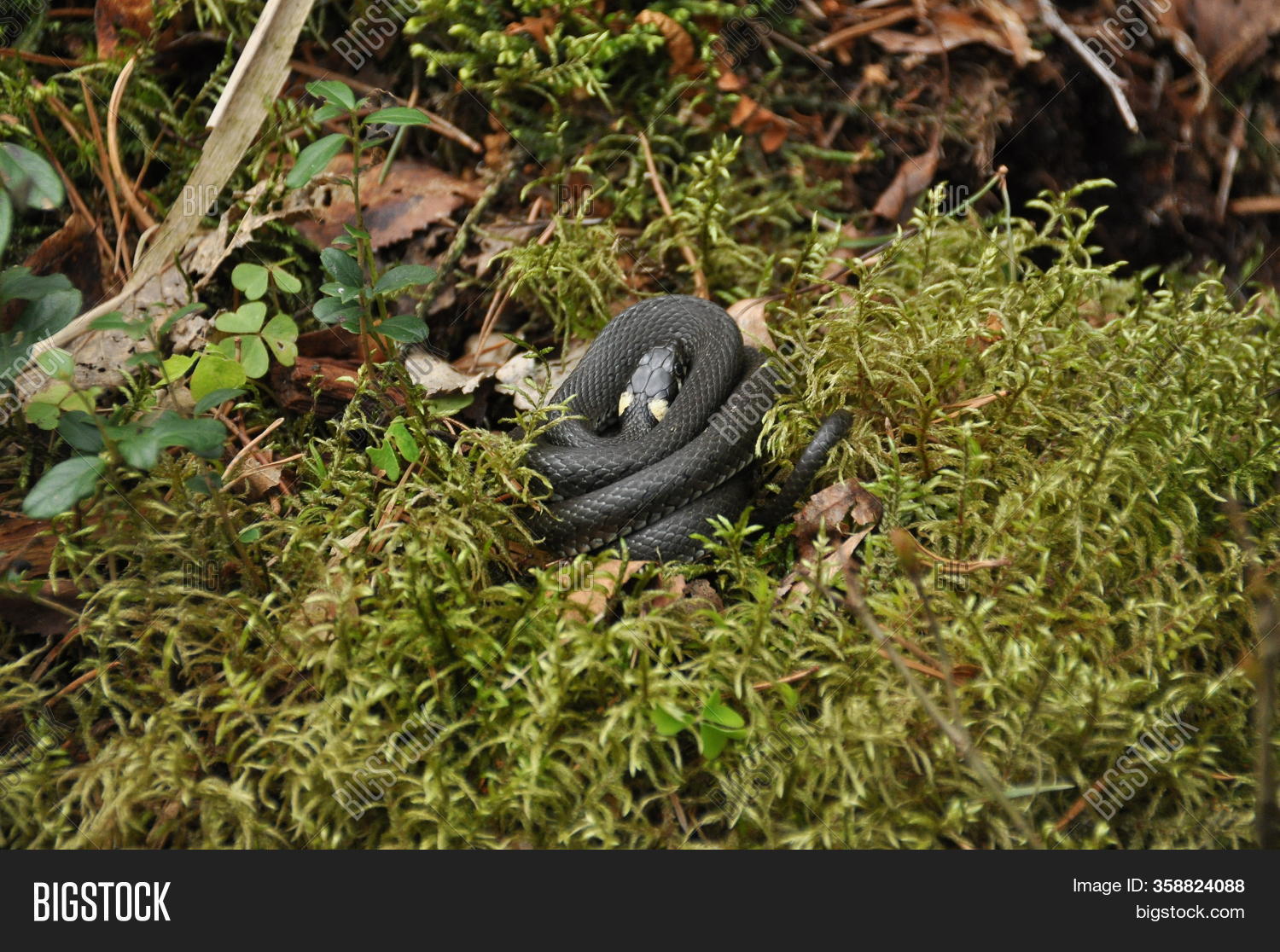 Grass Snake Resting Image & Photo (Free Trial) | Bigstock