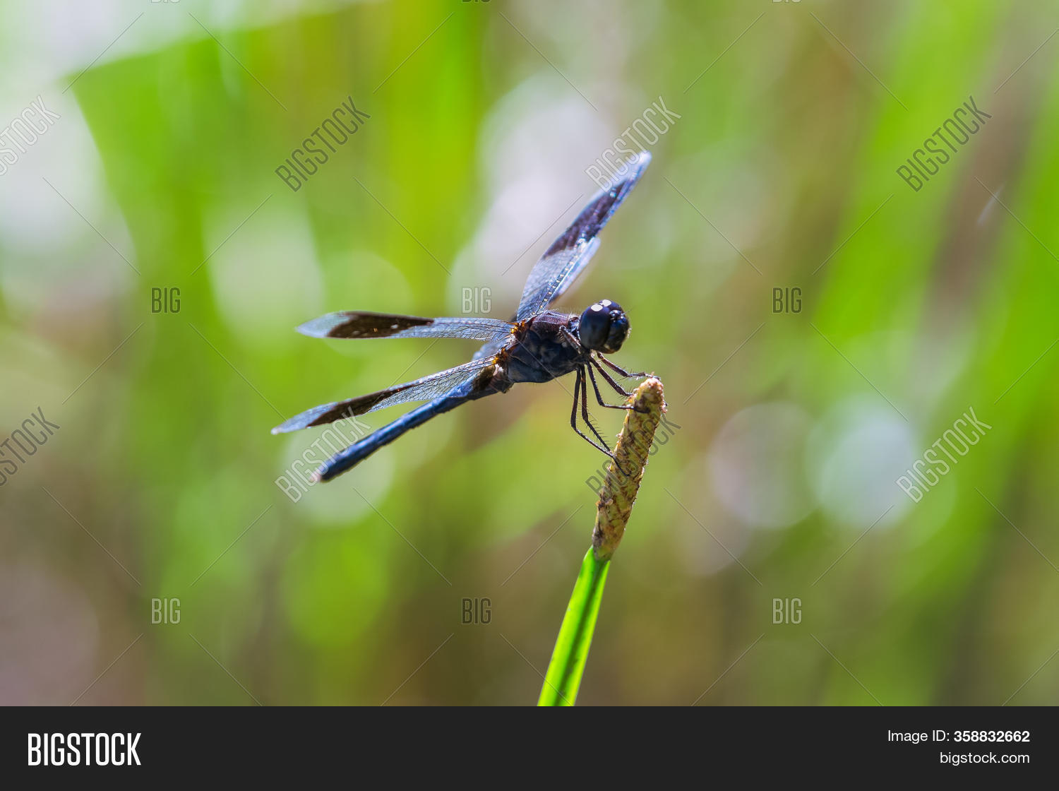 Nature Closeup Image & Photo (Free Trial) | Bigstock