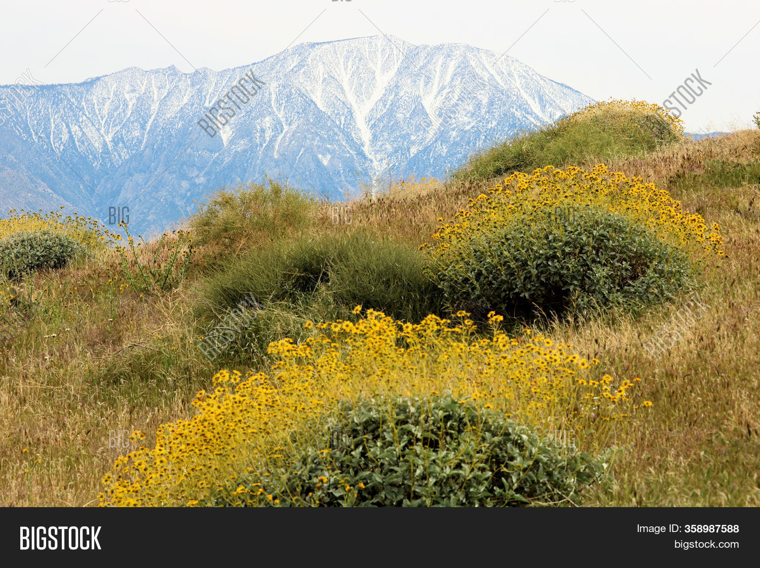 Chaparral Plants Image & Photo (Free Trial) | Bigstock