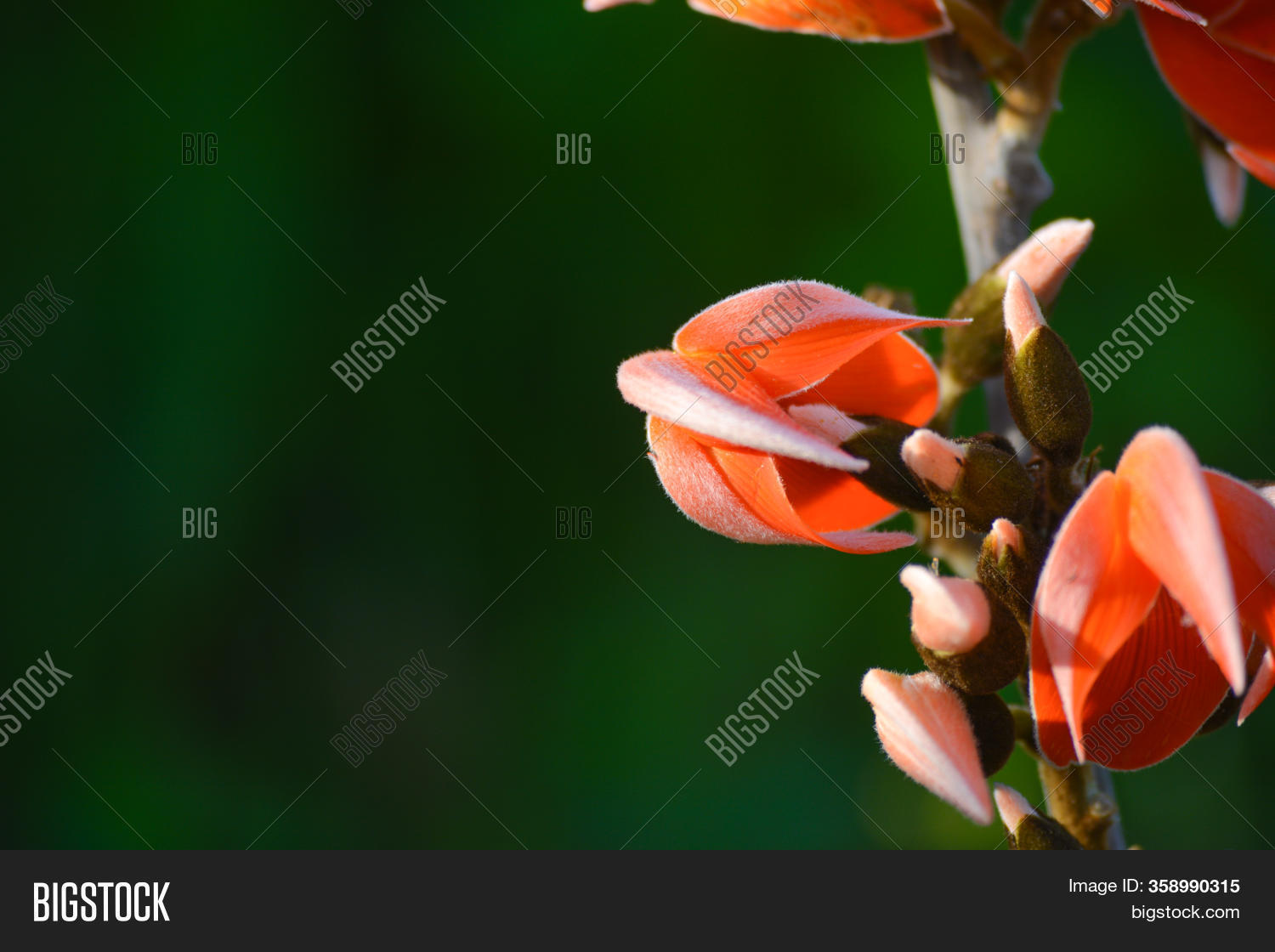 Palash Flower Garden