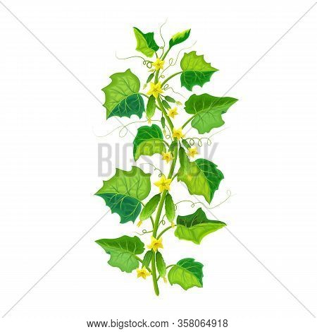 Vector Cucumber Plant Vector & Photo (Free Trial) | Bigstock