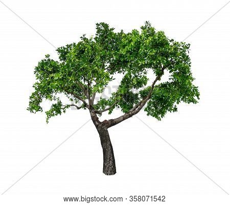 Single Green Tree Image & Photo (Free Trial) | Bigstock