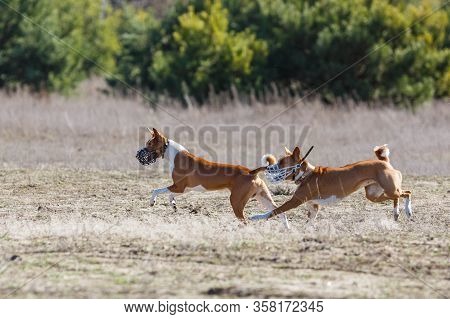 Dogs Runs Field Image & Photo (Free Trial) | Bigstock