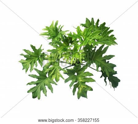 Top View Bush Image & Photo (Free Trial) | Bigstock
