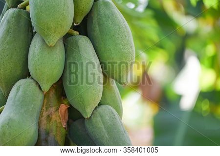 Papaya Images, Illustrations & Vectors (Free) - Bigstock
