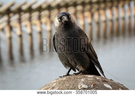 Raven Images, Illustrations & Vectors (Free) - Bigstock