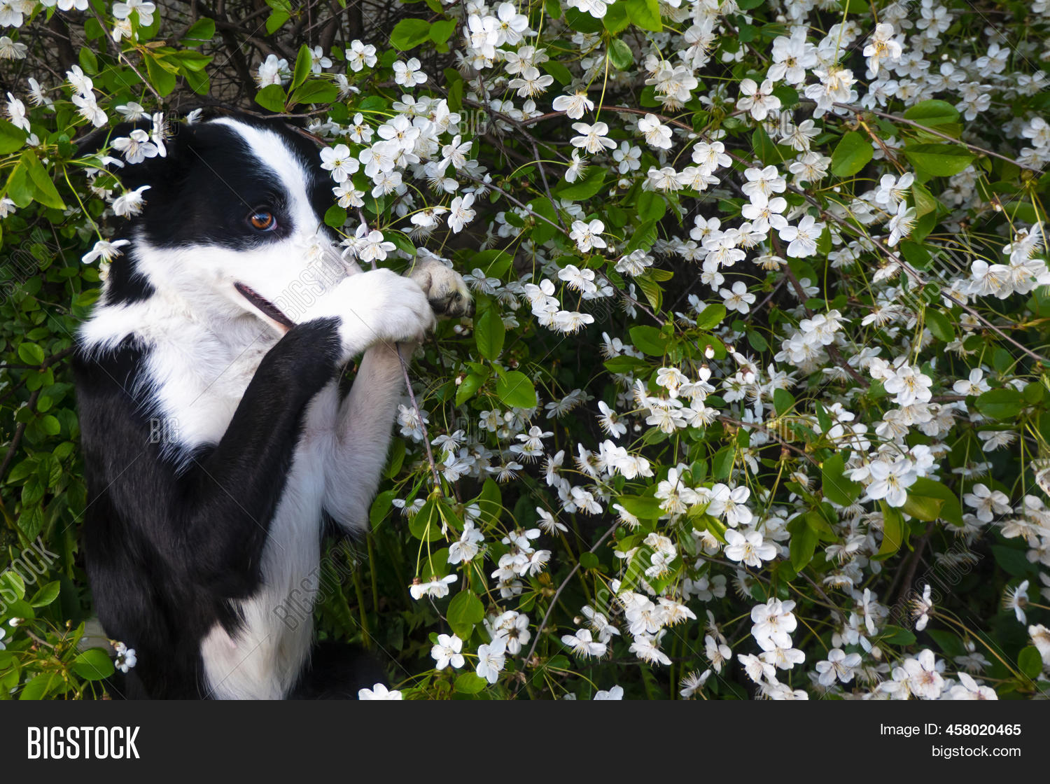 Happy Dog Flowers. Pet Image & Photo (Free Trial) | Bigstock