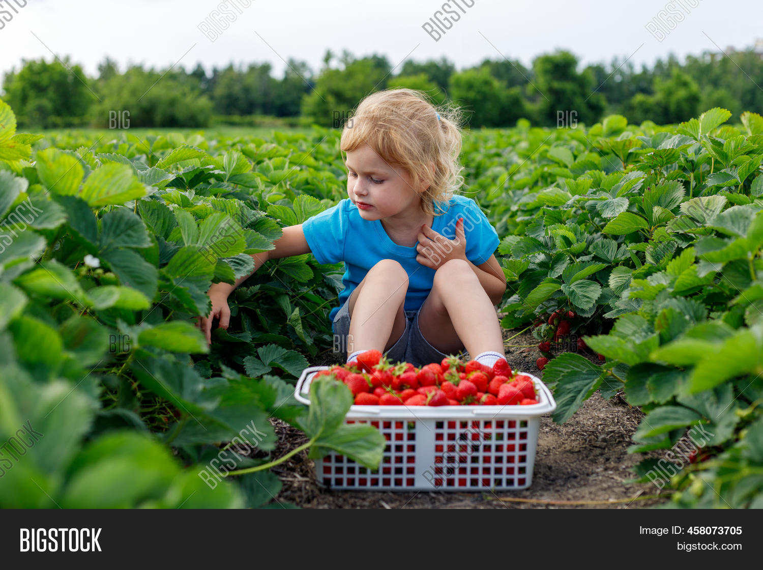 Little Child Picking Image & Photo (Free Trial) | Bigstock