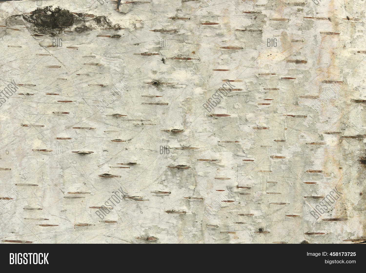 Pattern Birch Bark Image & Photo (Free Trial) | Bigstock