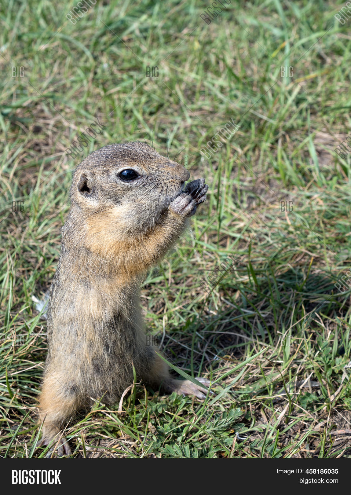 Gopher Standing On Image & Photo (Free Trial) | Bigstock