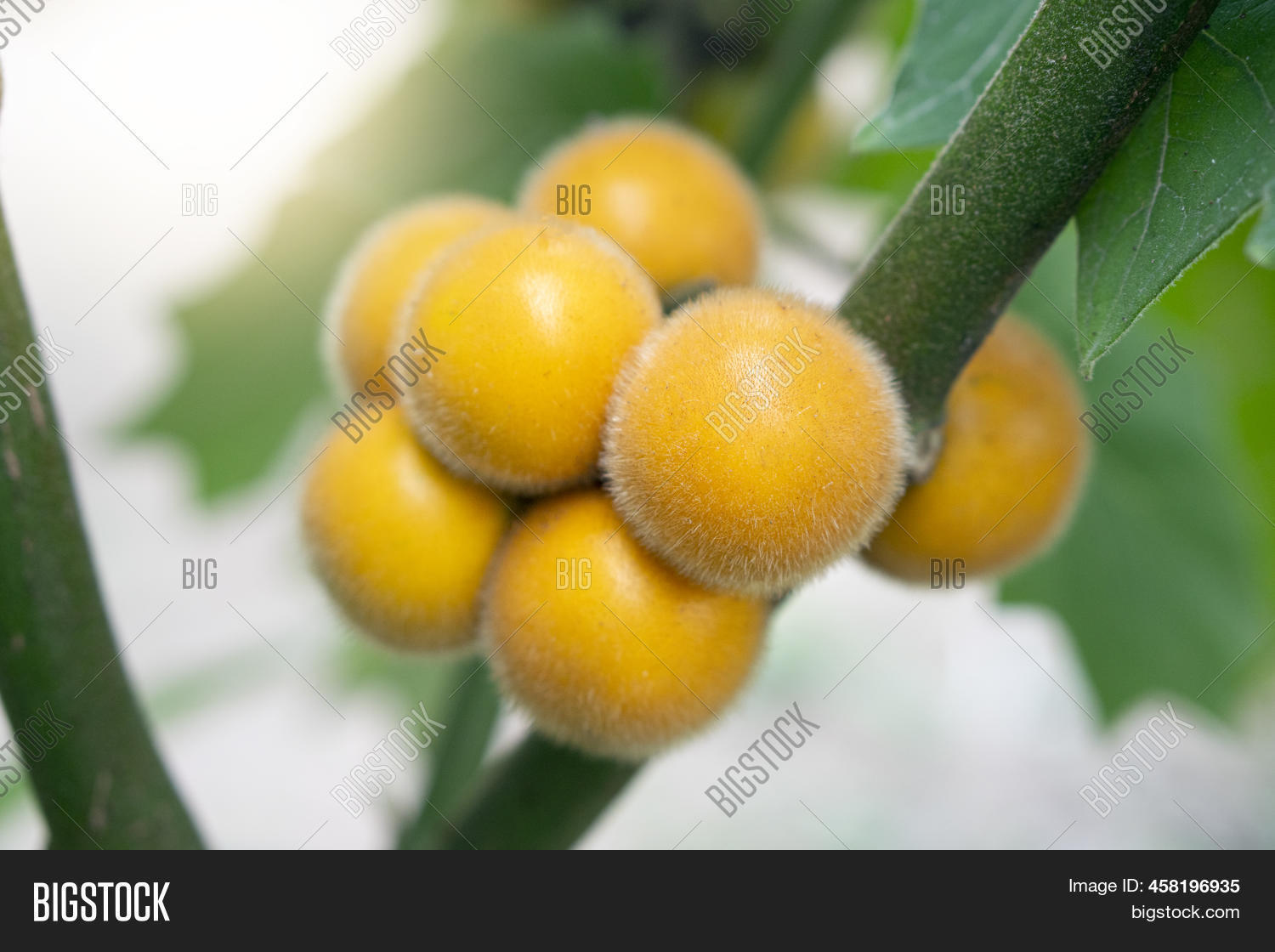 Ripe Fruit Solanum Image & Photo (Free Trial) | Bigstock