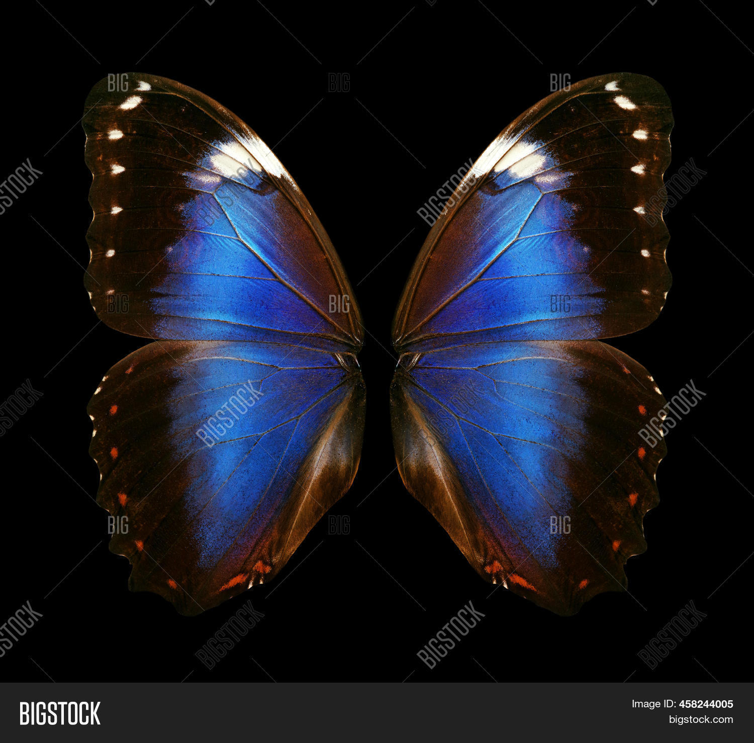 Wings Butterfly Morpho Image & Photo (Free Trial) | Bigstock
