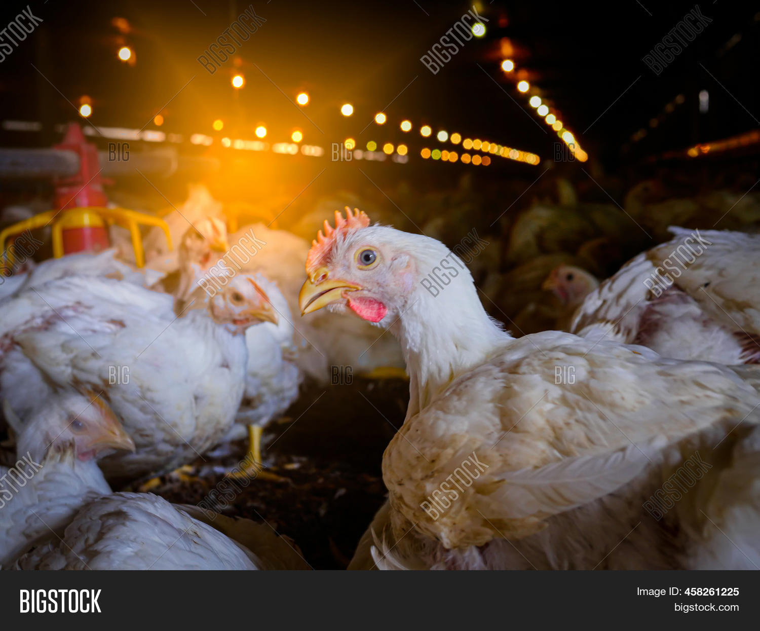 Close White Chicken Image & Photo (Free Trial) | Bigstock