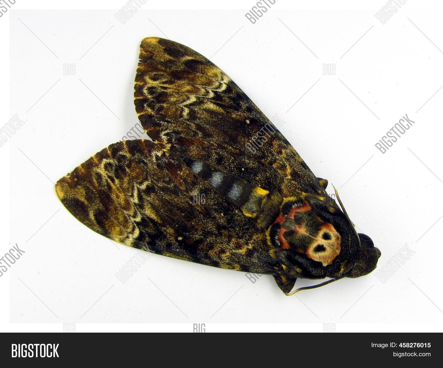 Dead Head Moth Image & Photo (Free Trial) | Bigstock