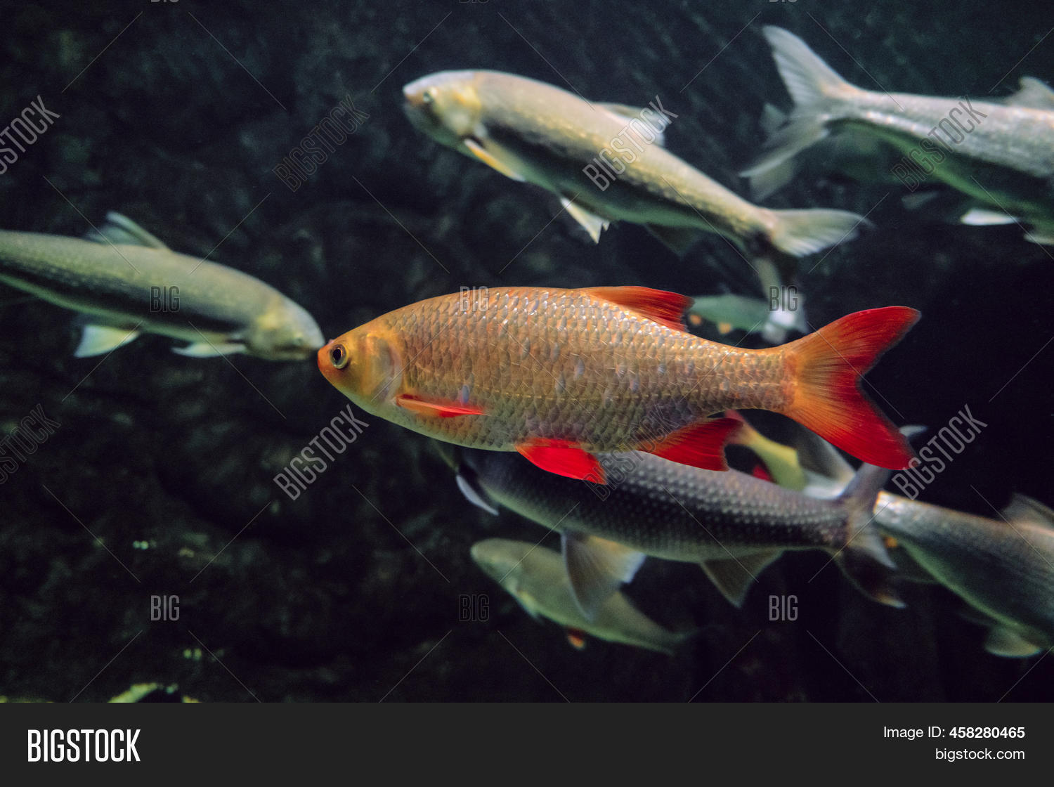 Rudd Fish Swims Image & Photo (Free Trial) | Bigstock