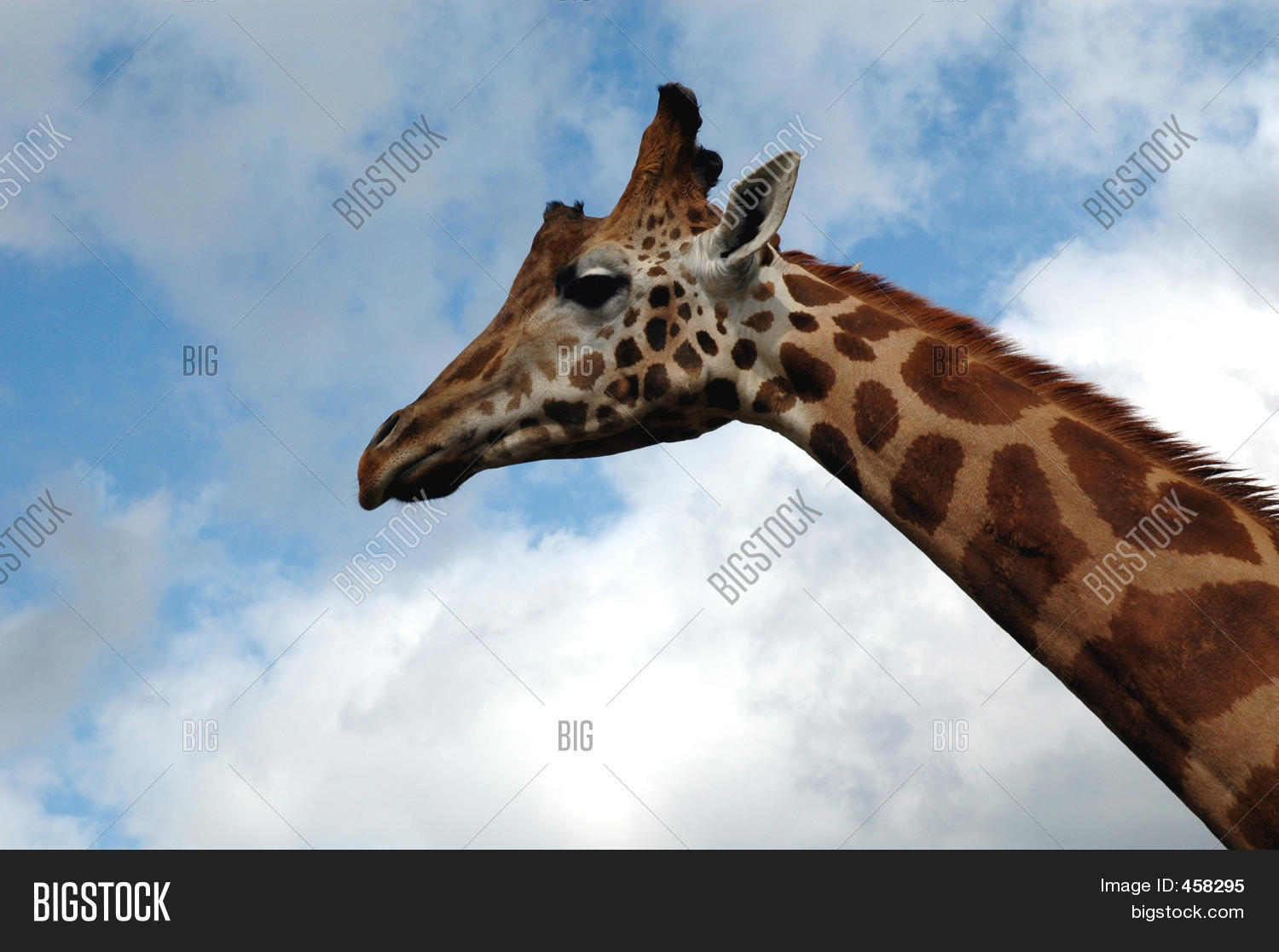 Giraffe Side View 2 Image & Photo (Free Trial) | Bigstock