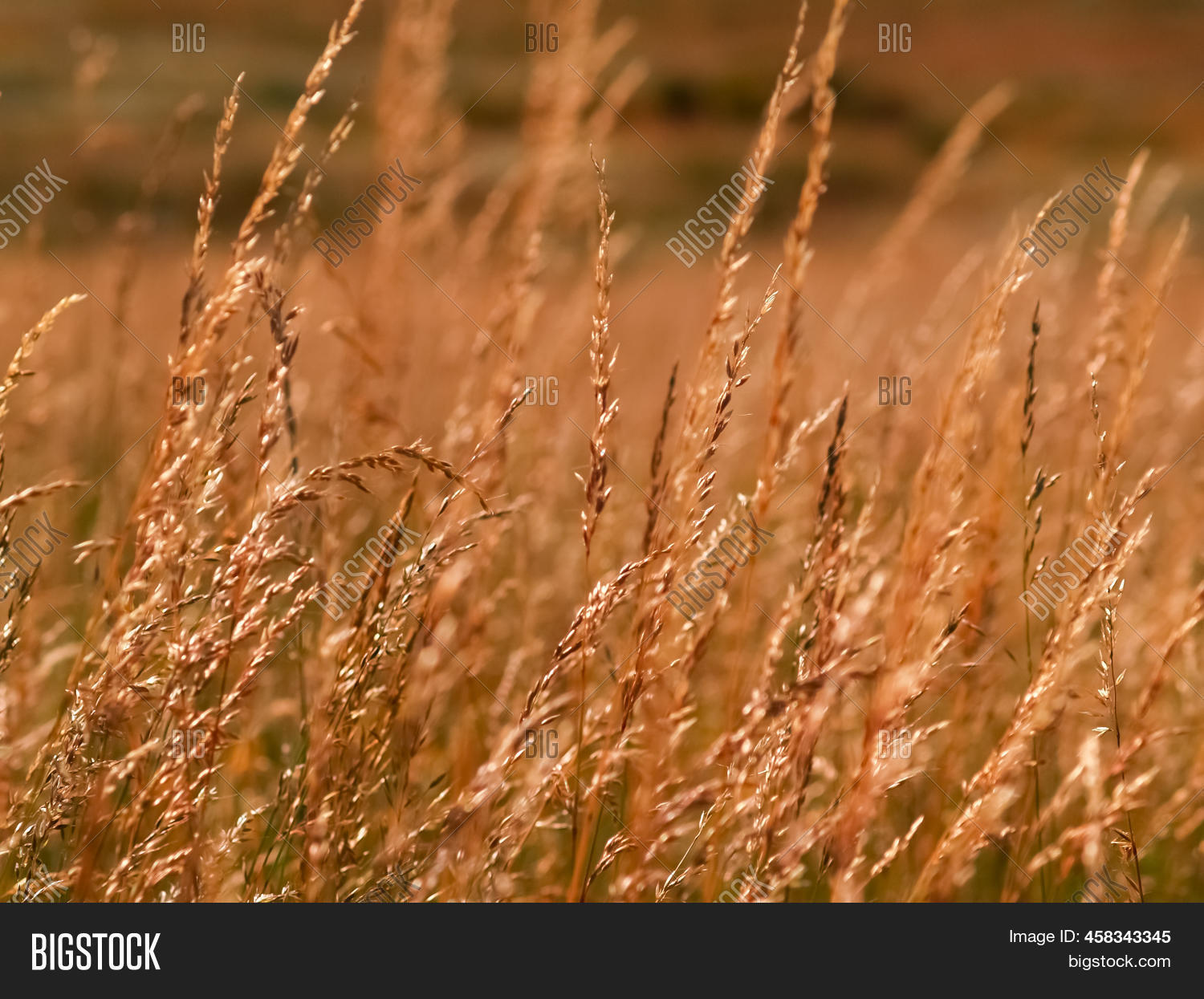 Summer Colours Field Image & Photo (Free Trial) | Bigstock
