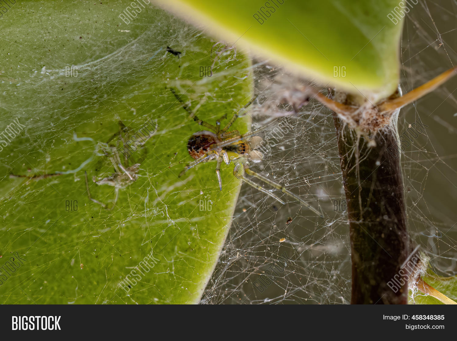 Adult Male Cobweb Image & Photo (Free Trial) | Bigstock