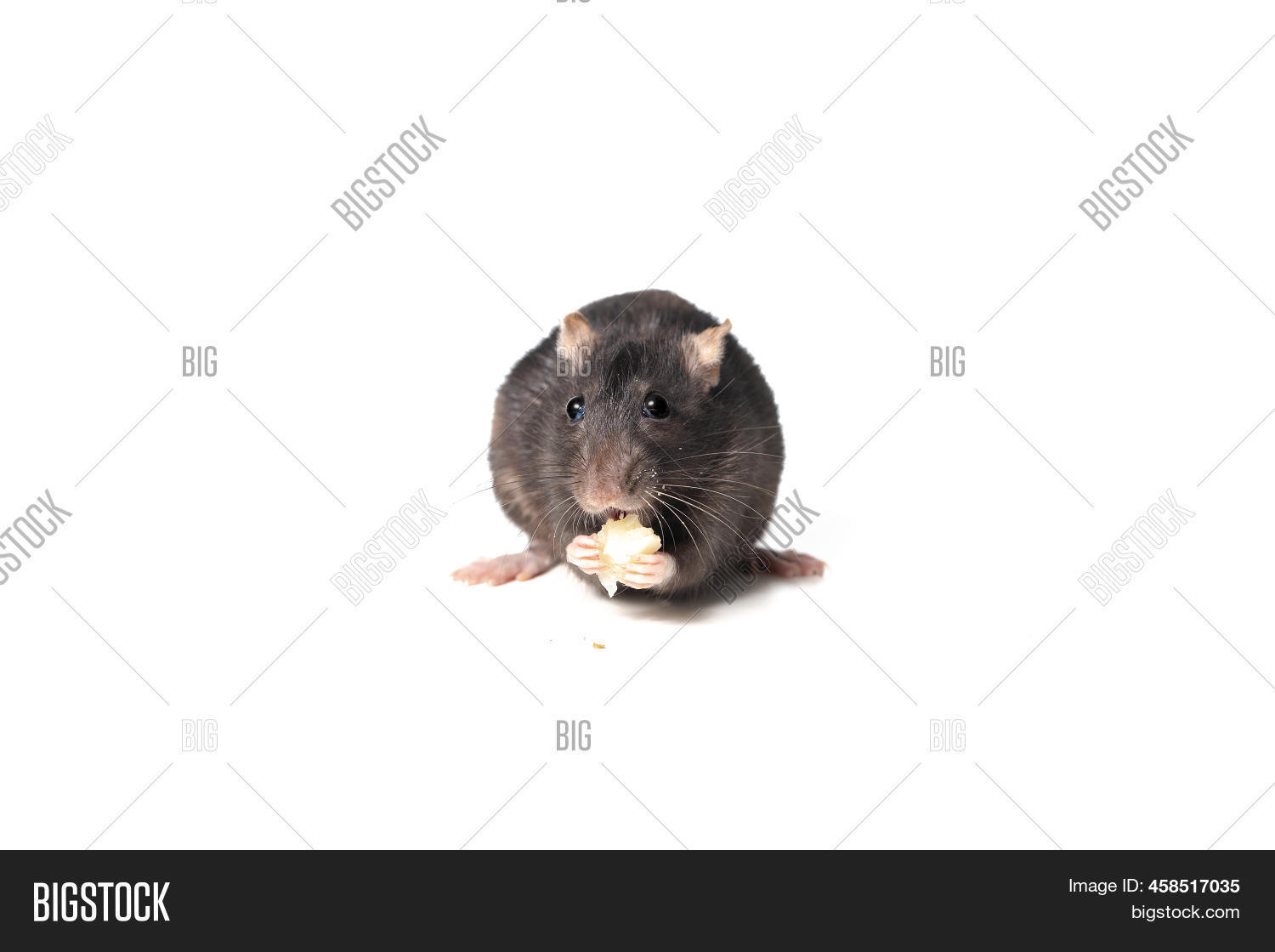 Black Rat Eating Image & Photo (Free Trial) | Bigstock