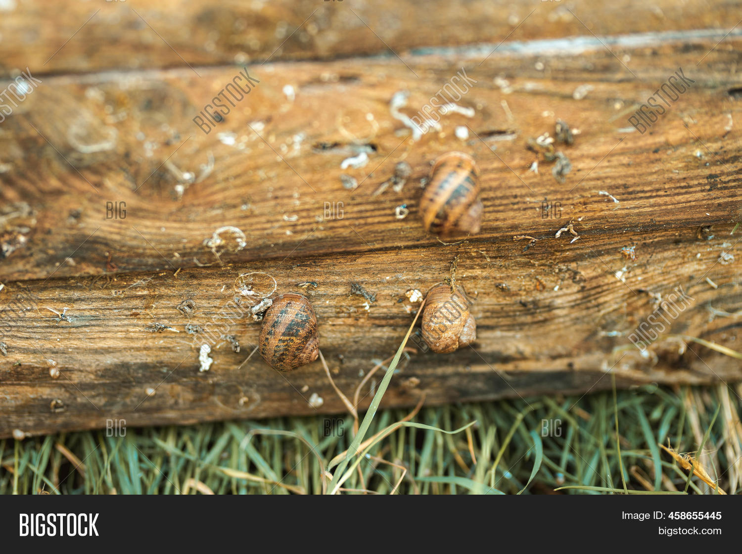 Snail Farm. Board On Image & Photo (Free Trial) | Bigstock
