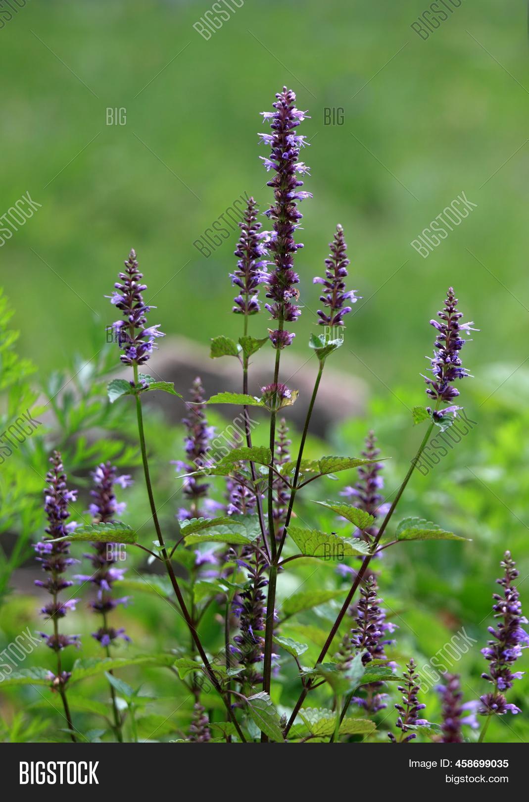 Agastache Rugosa, Image & Photo (Free Trial) | Bigstock