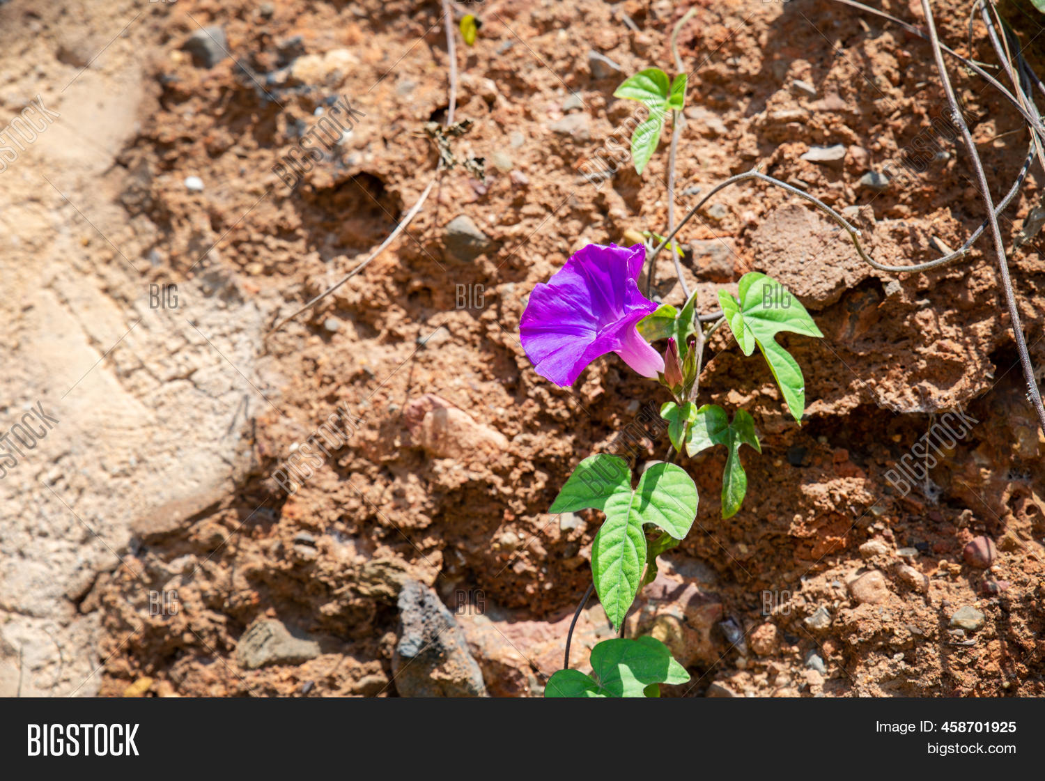 Ppurple Ipomoea Nil Image & Photo (Free Trial) | Bigstock