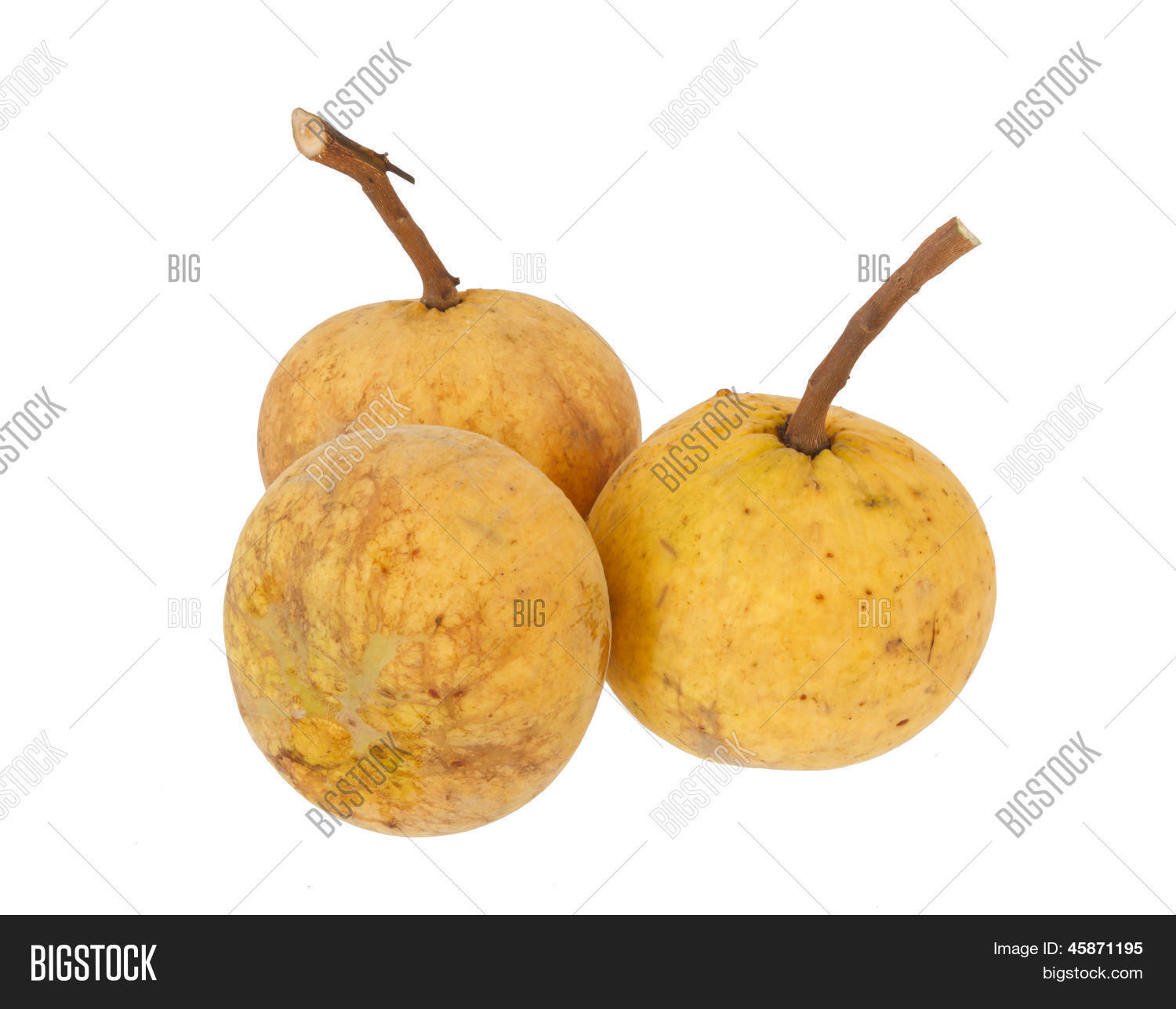 Santol Fruit Isolated Image & Photo (Free Trial) | Bigstock