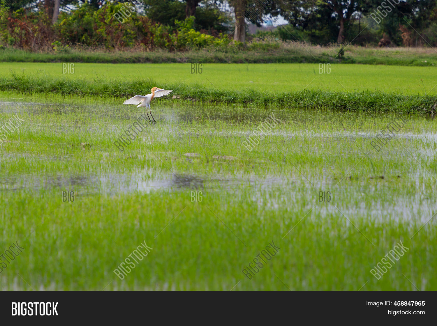 Picture Birds Grass Image And Photo Free Trial Bigstock