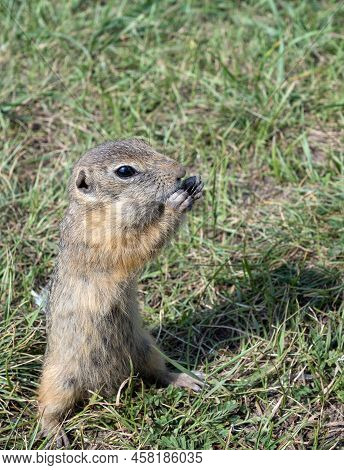 Gopher Standing On Image & Photo (Free Trial) | Bigstock