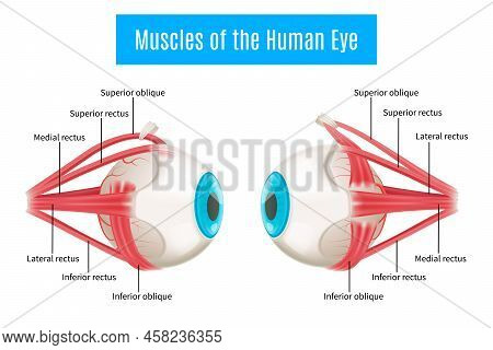 Eye Anatomy 3d Vector & Photo (Free Trial) | Bigstock