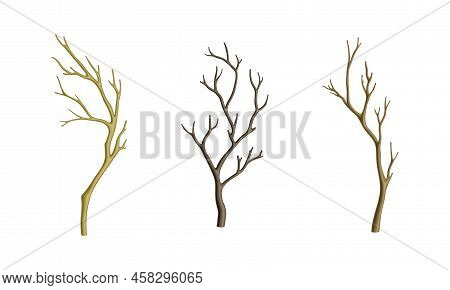 Set Dry Tree Branches Vector & Photo (Free Trial) | Bigstock