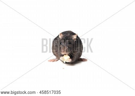Black Rat Eating Image & Photo (Free Trial) | Bigstock