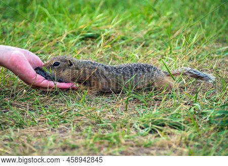Human On Lawn Treating Image & Photo (Free Trial) | Bigstock