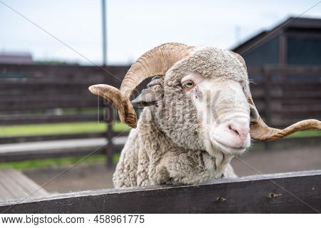 Portrait Sheep Ram Pen Image & Photo (Free Trial) | Bigstock