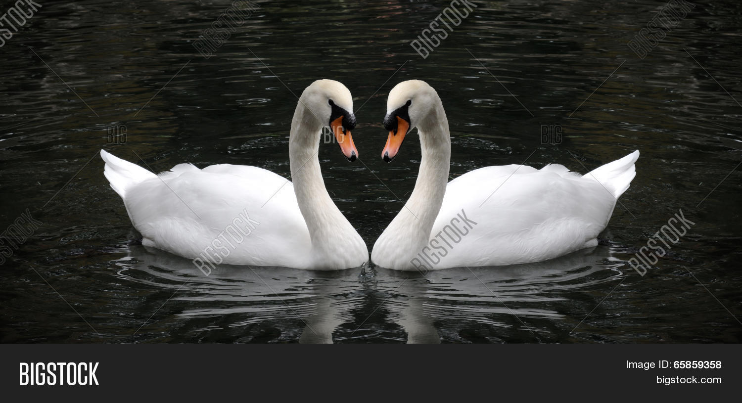 Swan Symbol Love Image & Photo (Free Trial) | Bigstock