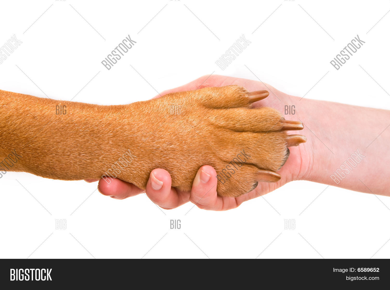 Handshake Dog Image & Photo (Free Trial) | Bigstock