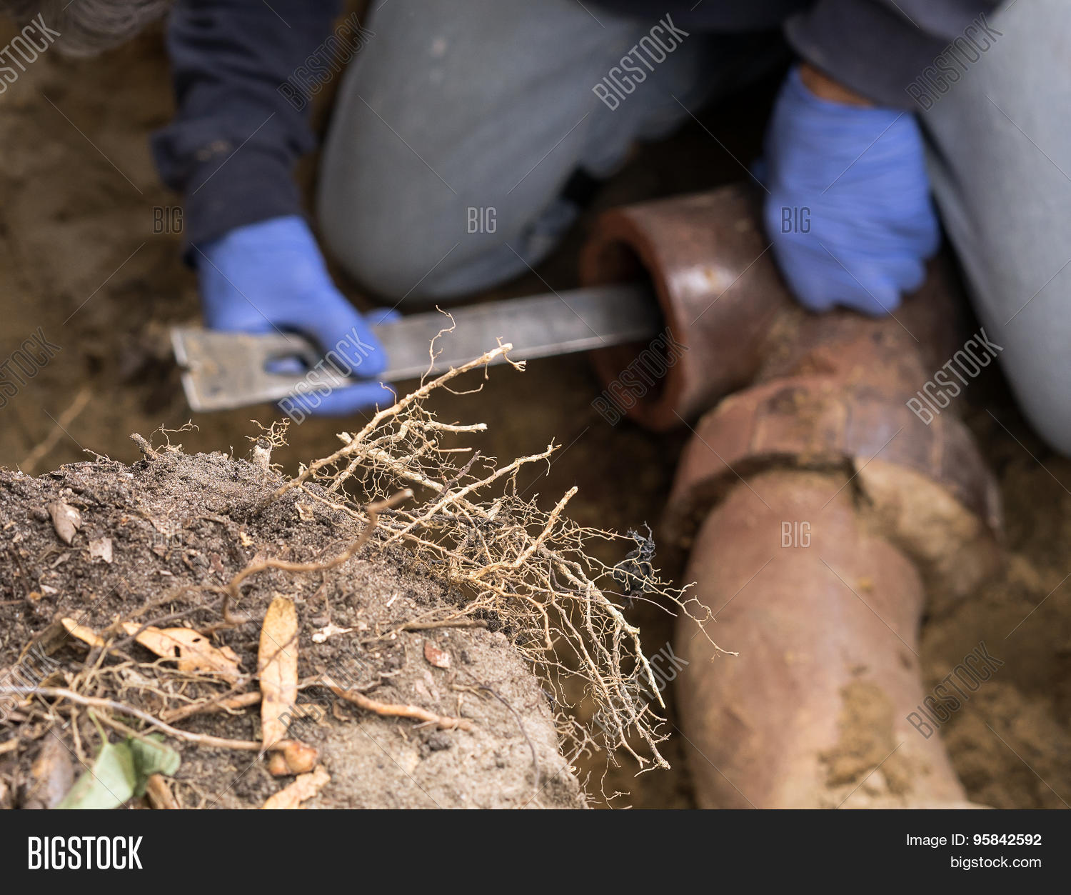 Man Digging Tree Roots Image & Photo (Free Trial) | Bigstock
